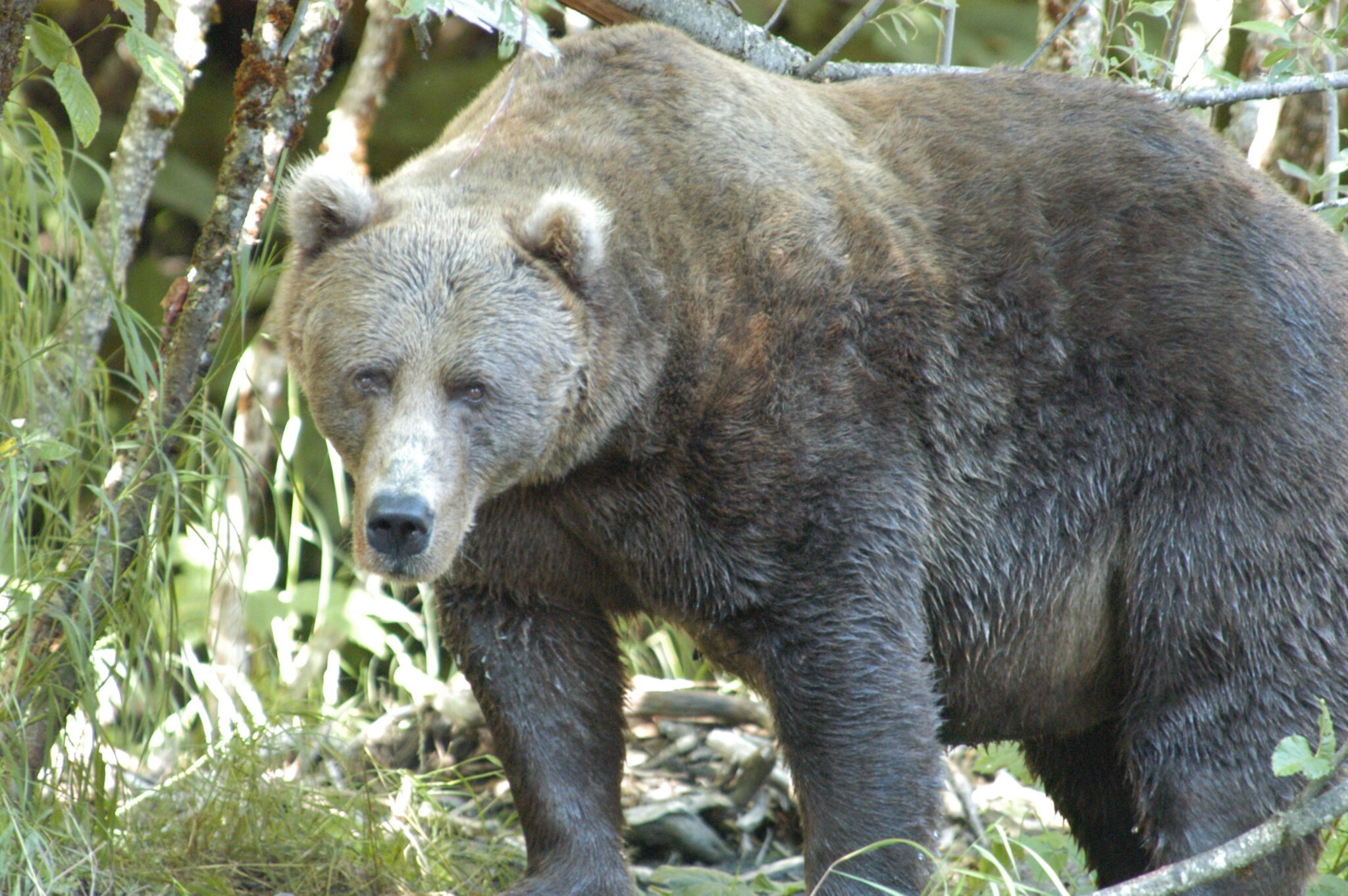 How Large is a Kodiak Bear's Home Range? - Robin Barefield, Author