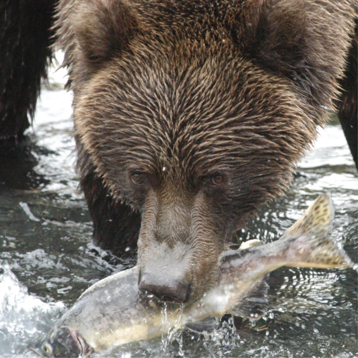 Elderberries, Salmon, or Both? - Robin Barefield, Author